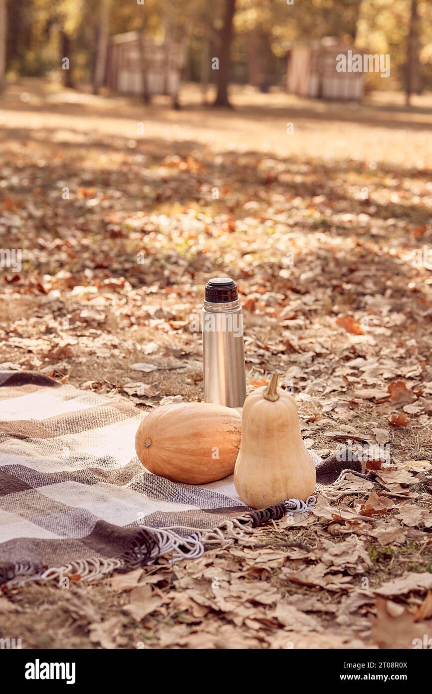 Preparing for autumn picnic in the park with pumpkins, thermos on the ...