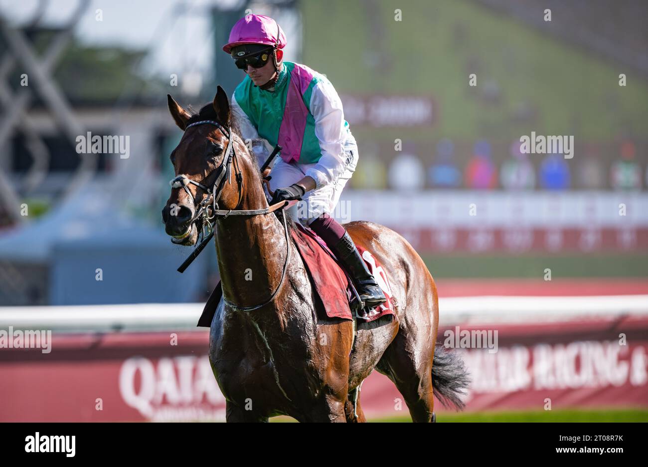 Frankel horse at stud hi-res stock photography and images - Alamy