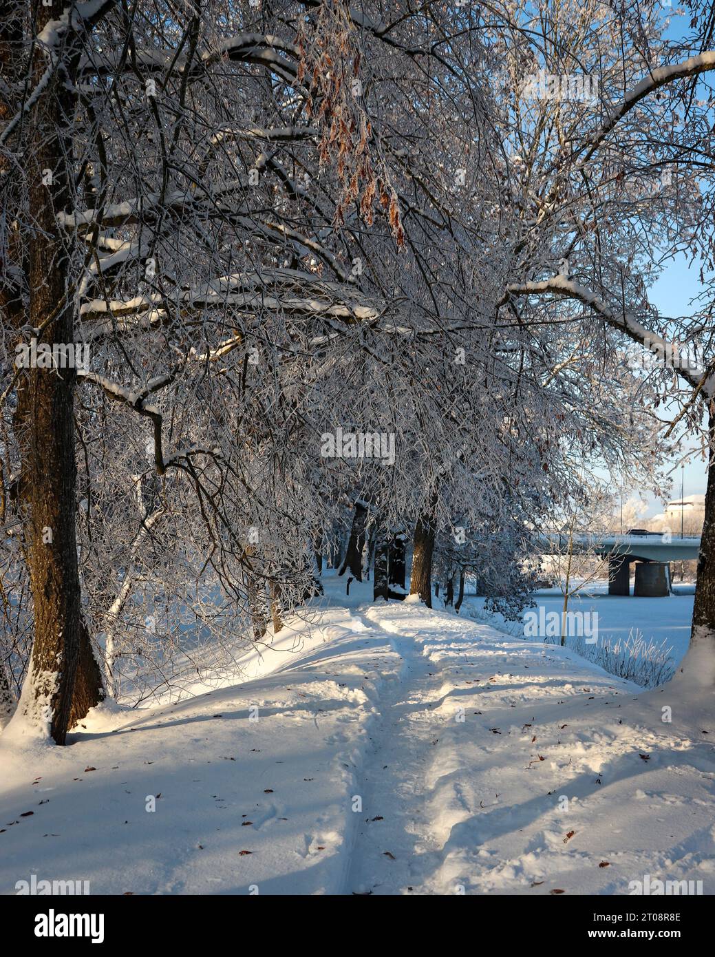 a snowy path in a forest Stock Photo - Alamy