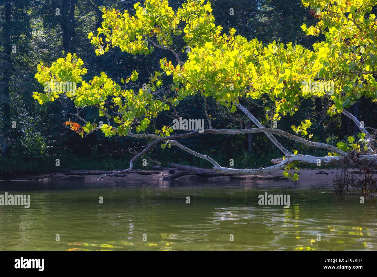 Landscape views from a kayak on the Holston River at Warrior State Park ...
