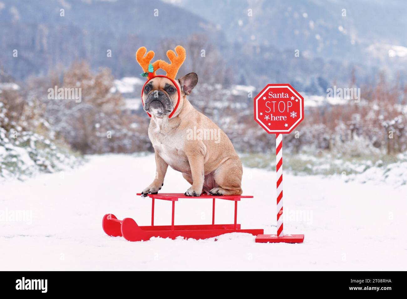 French Bulldog dog with reindeer costume antlers sitting on sledge next ...