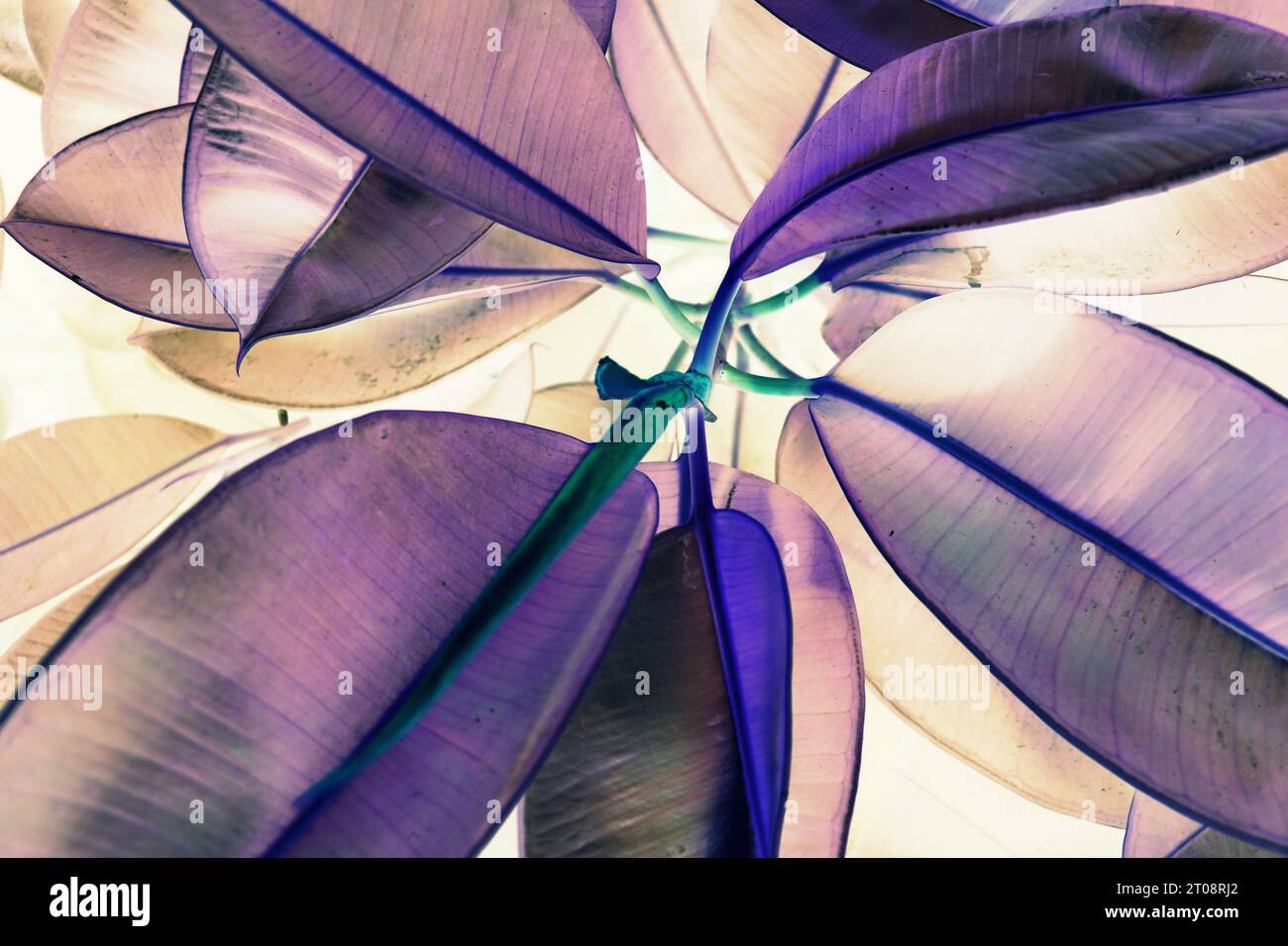 Natural Leaf Texture Background. Closeup of Green Fiddle Fig, Plant ...