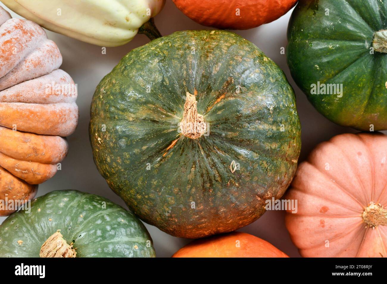 Top view of green Kuri Hokkaido squash between pumpkin and squash mix ...