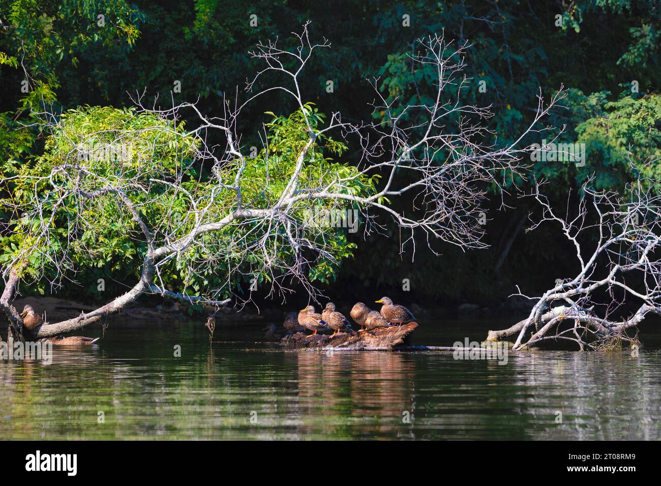 Ducks and landscape views from a kayak on the Holston River at Warrior ...