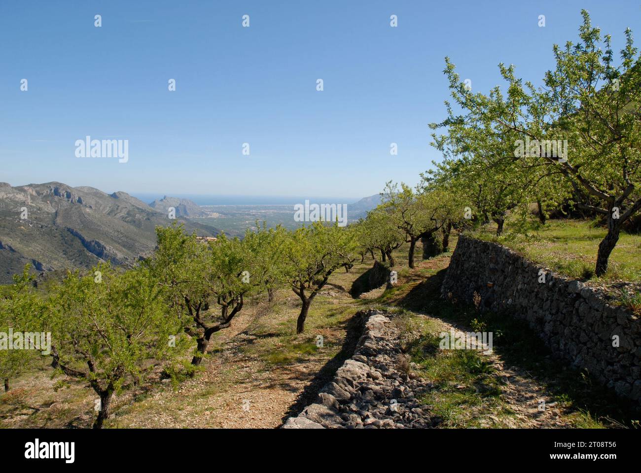 Almond orchard on the terraced hillside of the Cavall Verd, Benimaurell ...
