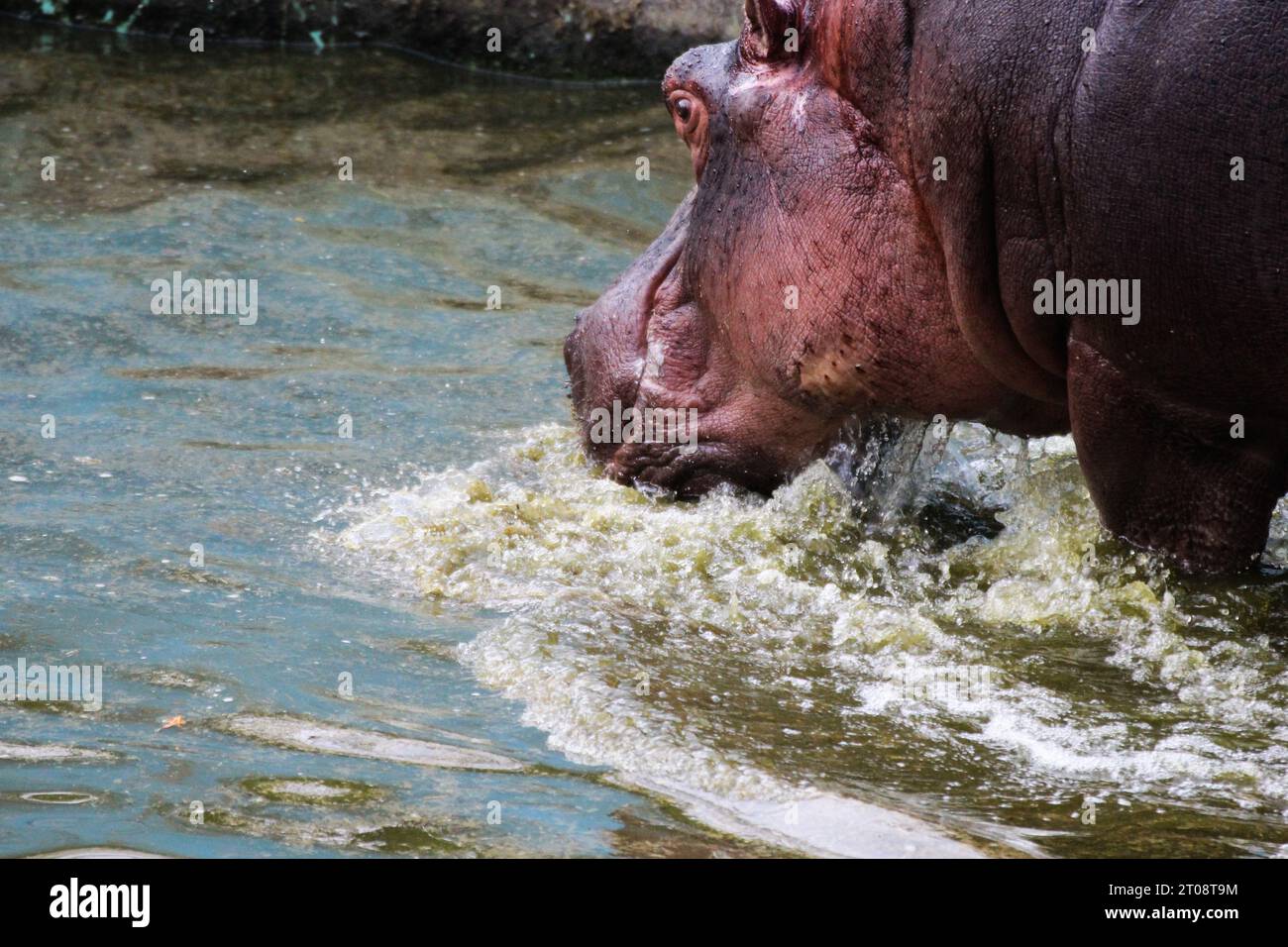 Closeup hippo drinking water hi-res stock photography and images - Alamy