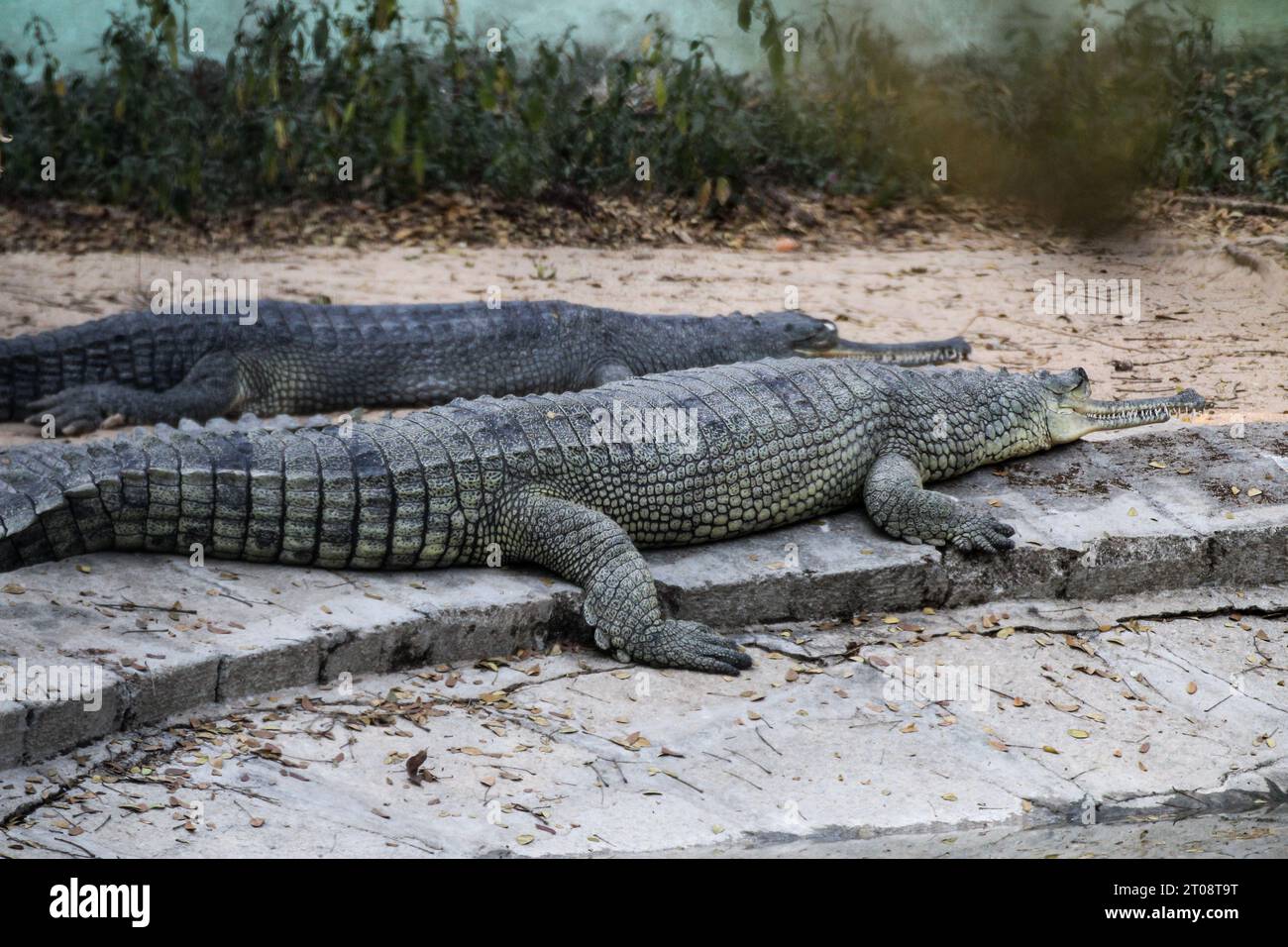 Crocodiles sleeping hi-res stock photography and images - Alamy