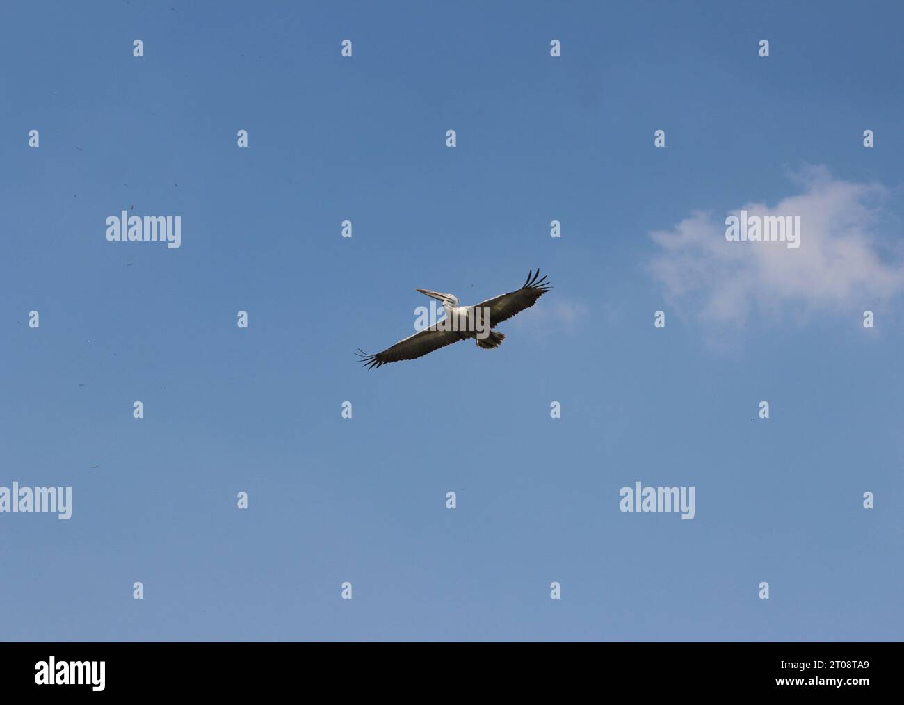 A bird flying high up in the sky Stock Photo - Alamy