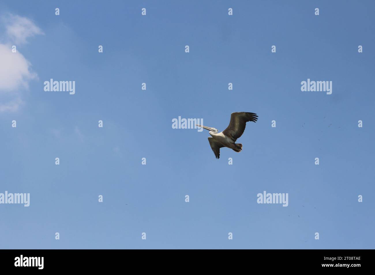 Migrating bird sanctuary hi-res stock photography and images - Alamy