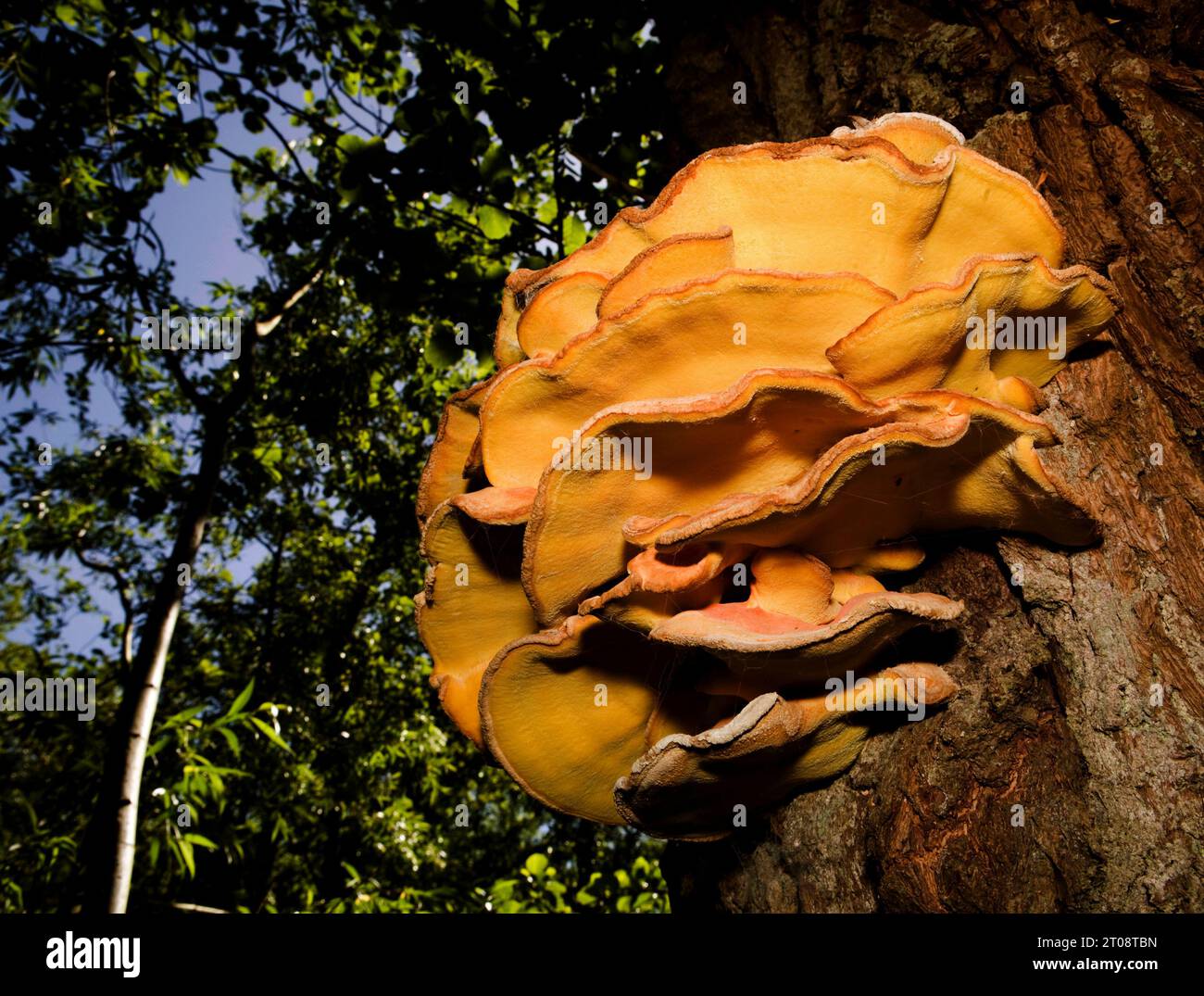 Chicken of the woods fungus Laetiporus on old tree in Denmark Stock ...