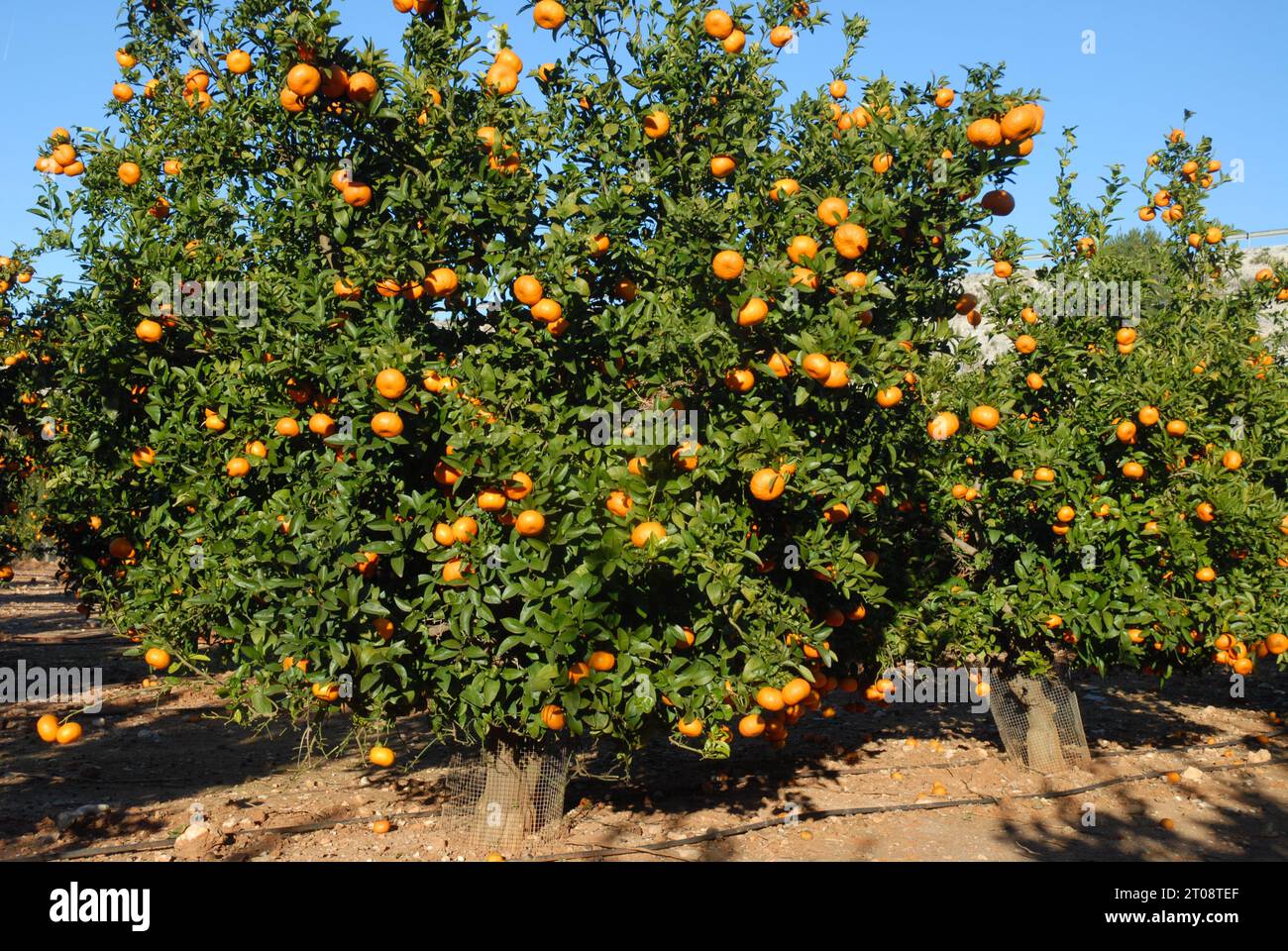 Orange orchard with trees laden with fruit ready for harvest, Alicante ...