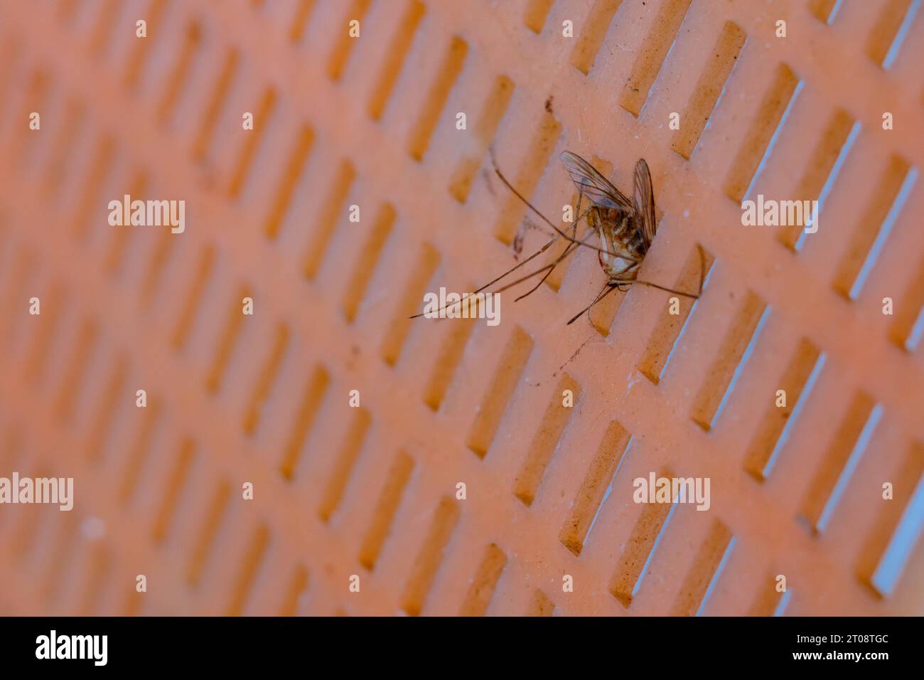 Closeup view of a dead mosquito on the swatter. dead mosquito body in ...