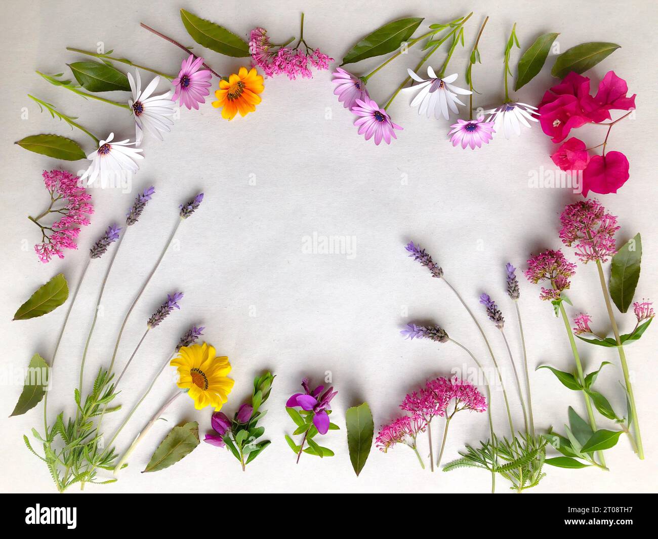 Floral frame, freshly picked garden flowers including lavender ...