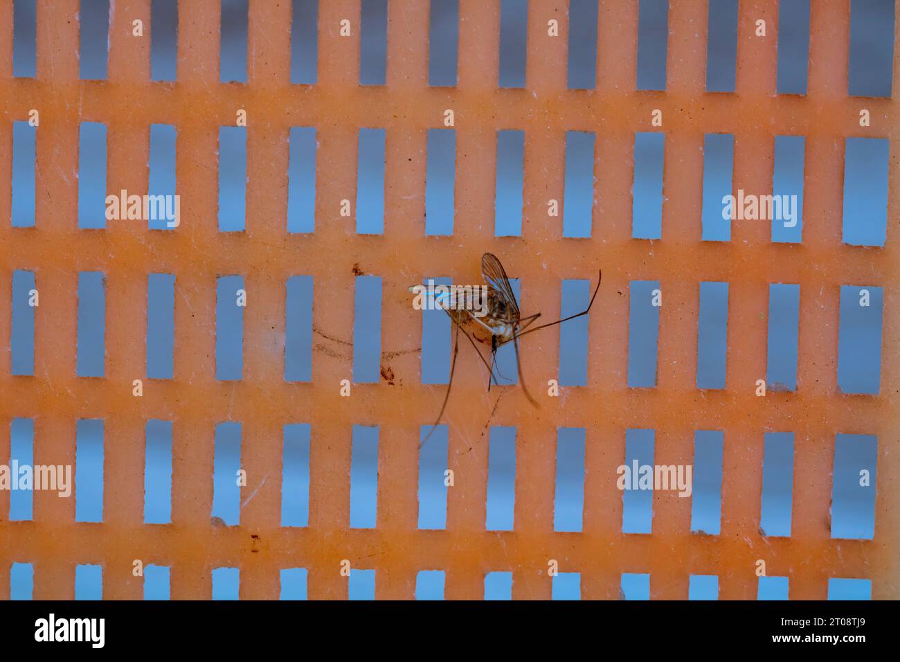 Dead mosquito body on the swatter. Getting rid of the mosquitos ...