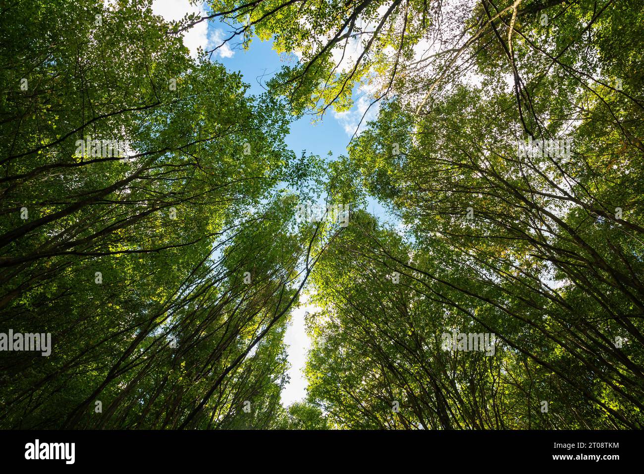 Carbon net-zero or carbon neutral concept background. Trees from below ...