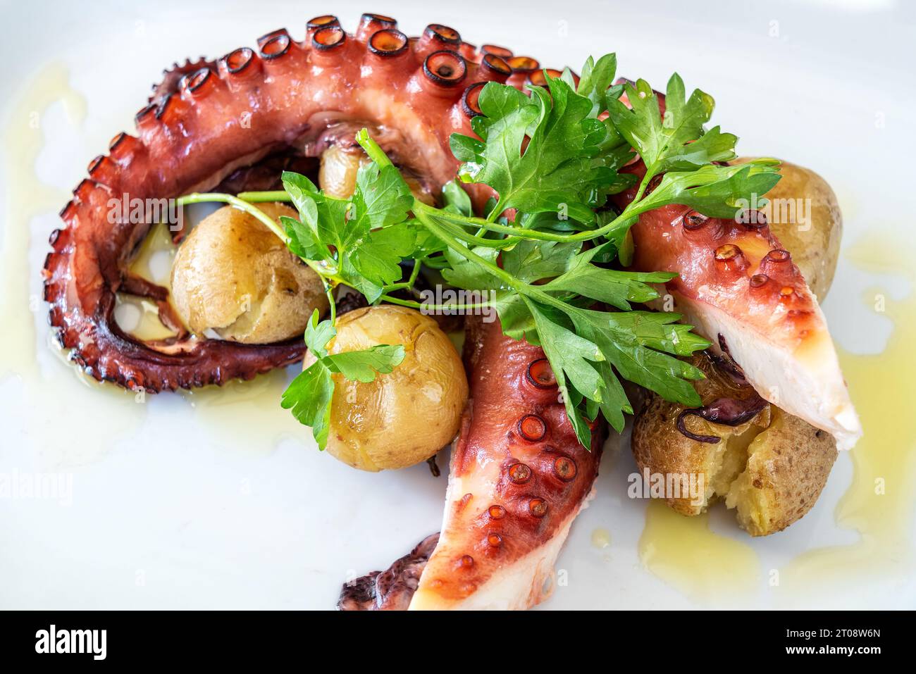 Boiled octopus tentacles according to a Mediterranean recipe with ...