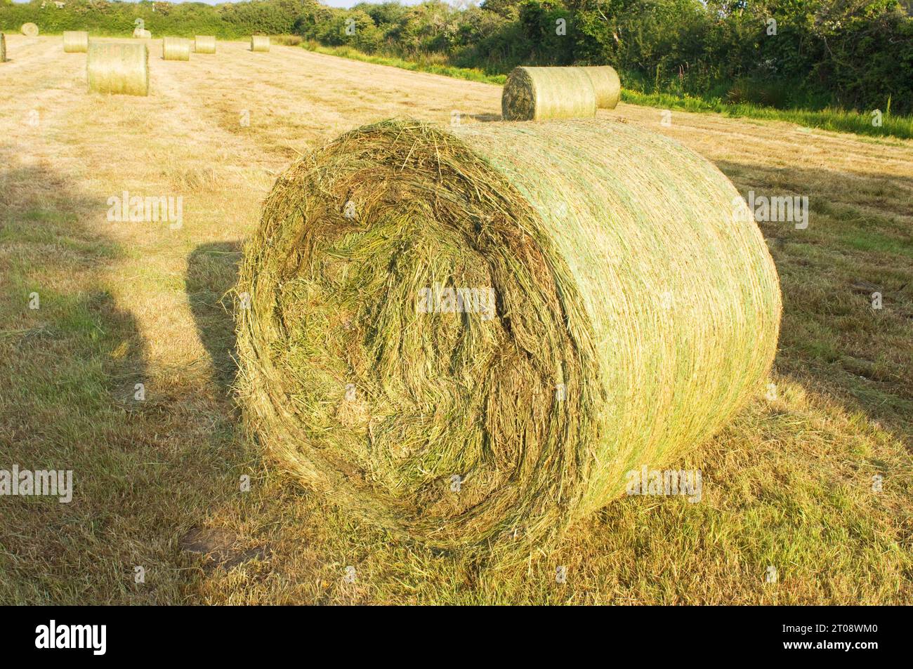 Round hay bales cuaught in evening light Stock Photo - Alamy