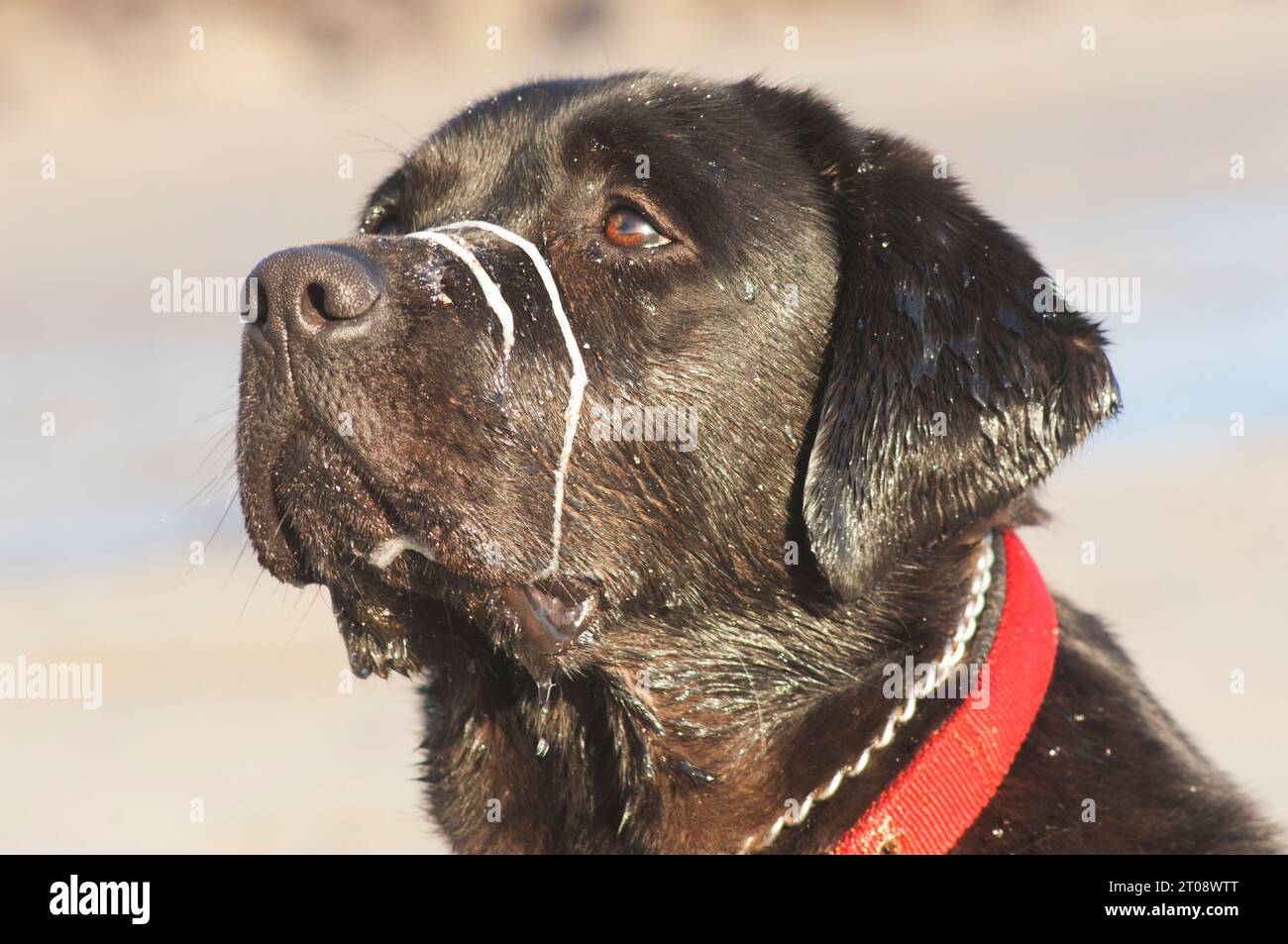 Dirty black labrador retriever - John Gollop Stock Photo - Alamy