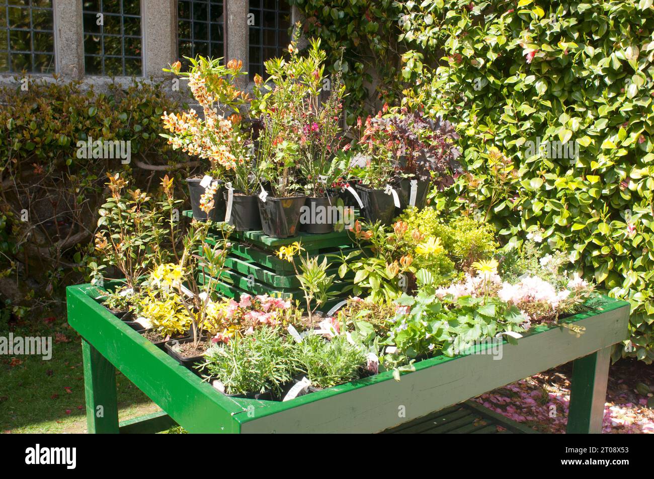 Growing stall hi-res stock photography and images - Alamy