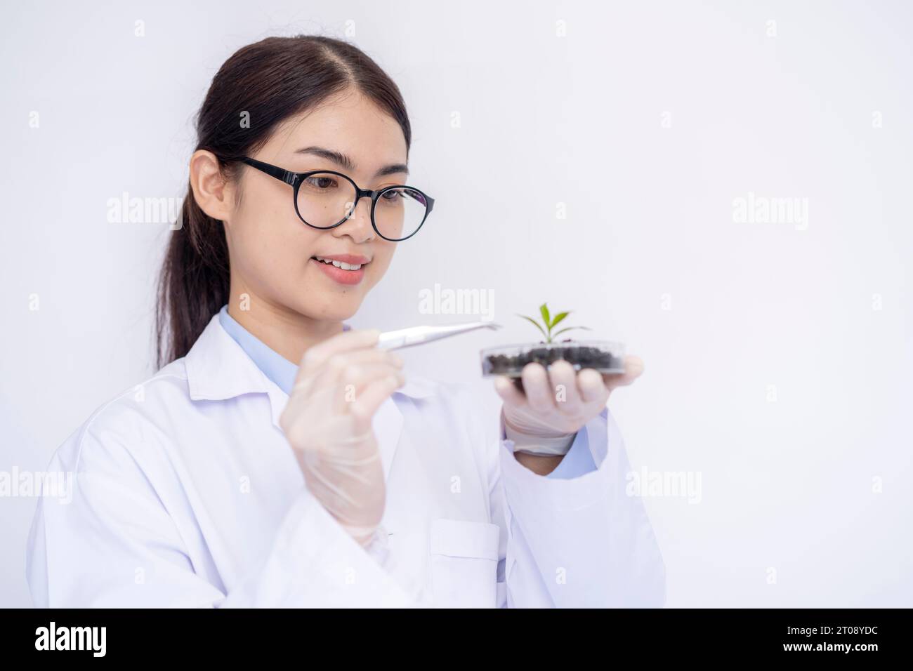 Scientists work with plant tissue for examination GMO sprouting the laboratory Stock Photo - Alamy
