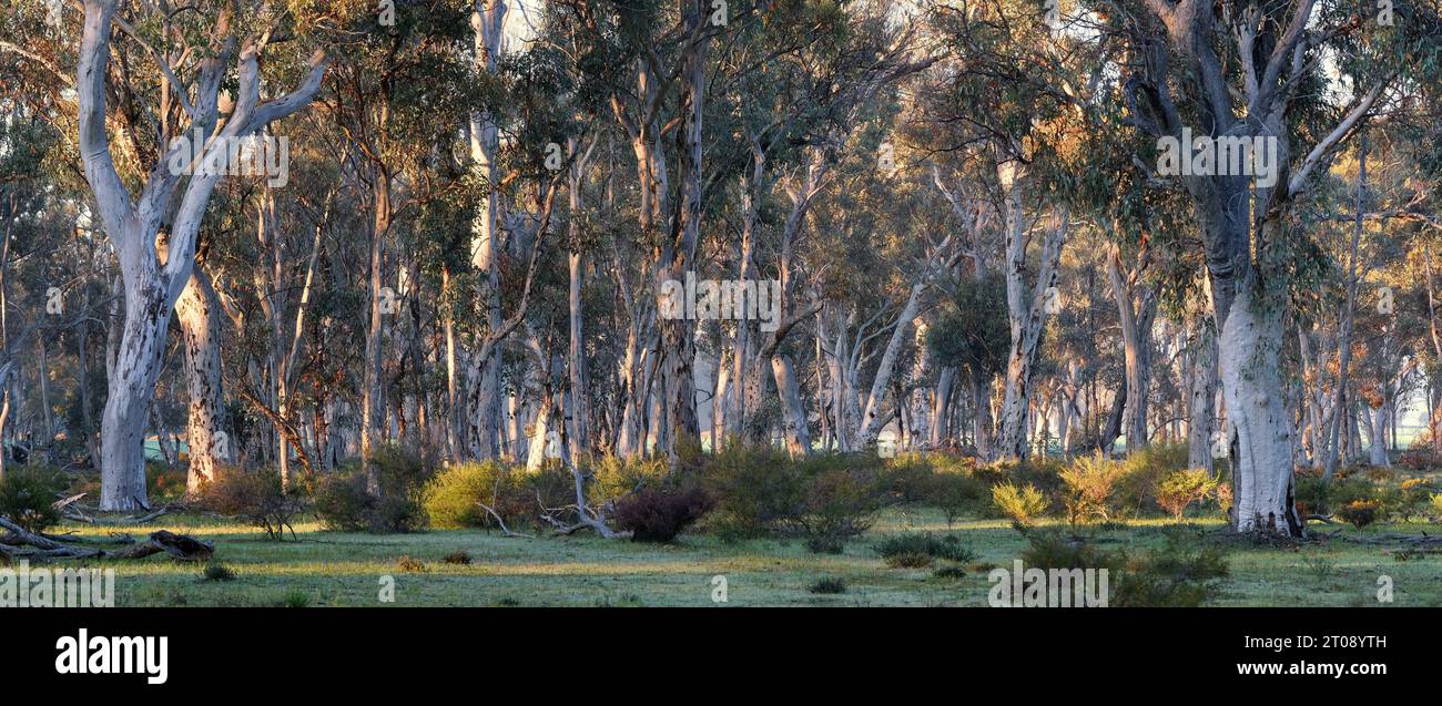 Dryandra hi-res stock photography and images - Alamy