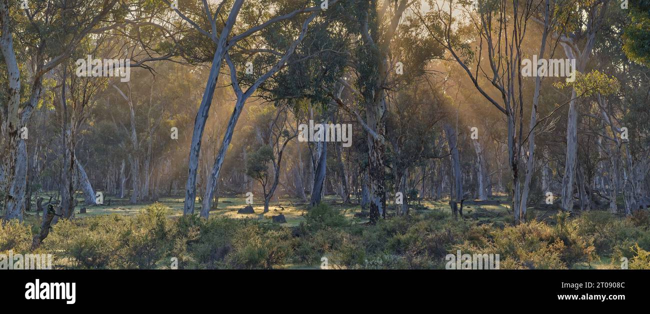 Dryandra hi-res stock photography and images - Alamy