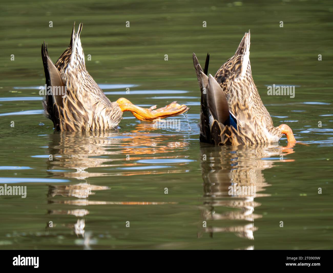 Female Mallard Duck Feeding Upsidedown in a Lake Stock Photo - Alamy