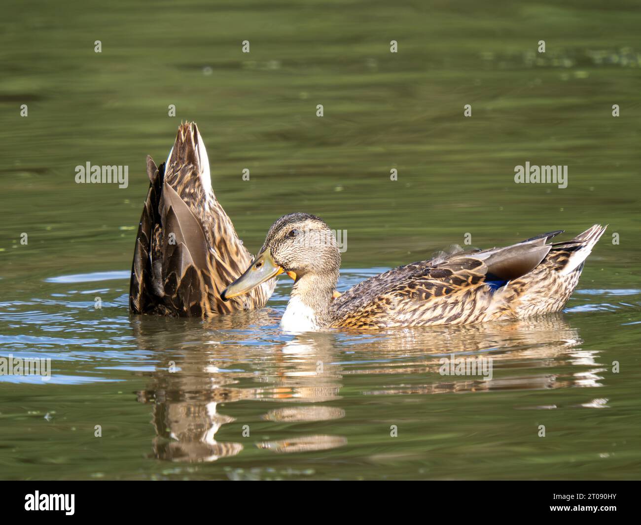 Female Mallard Duck Feeding Upsidedown in a Lake Stock Photo - Alamy