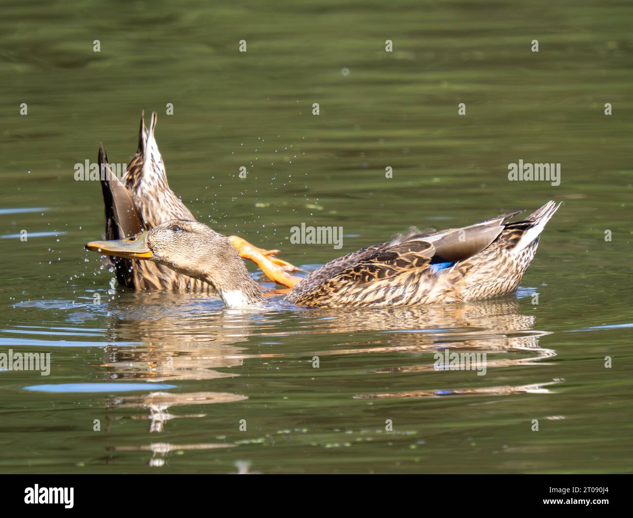 Female Mallard Duck Feeding Upsidedown in a Lake Stock Photo - Alamy