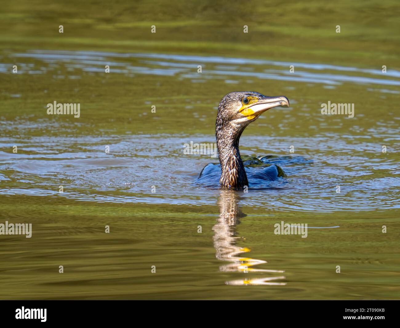 Cormorant Swimming in a Lake Stock Photo - Alamy