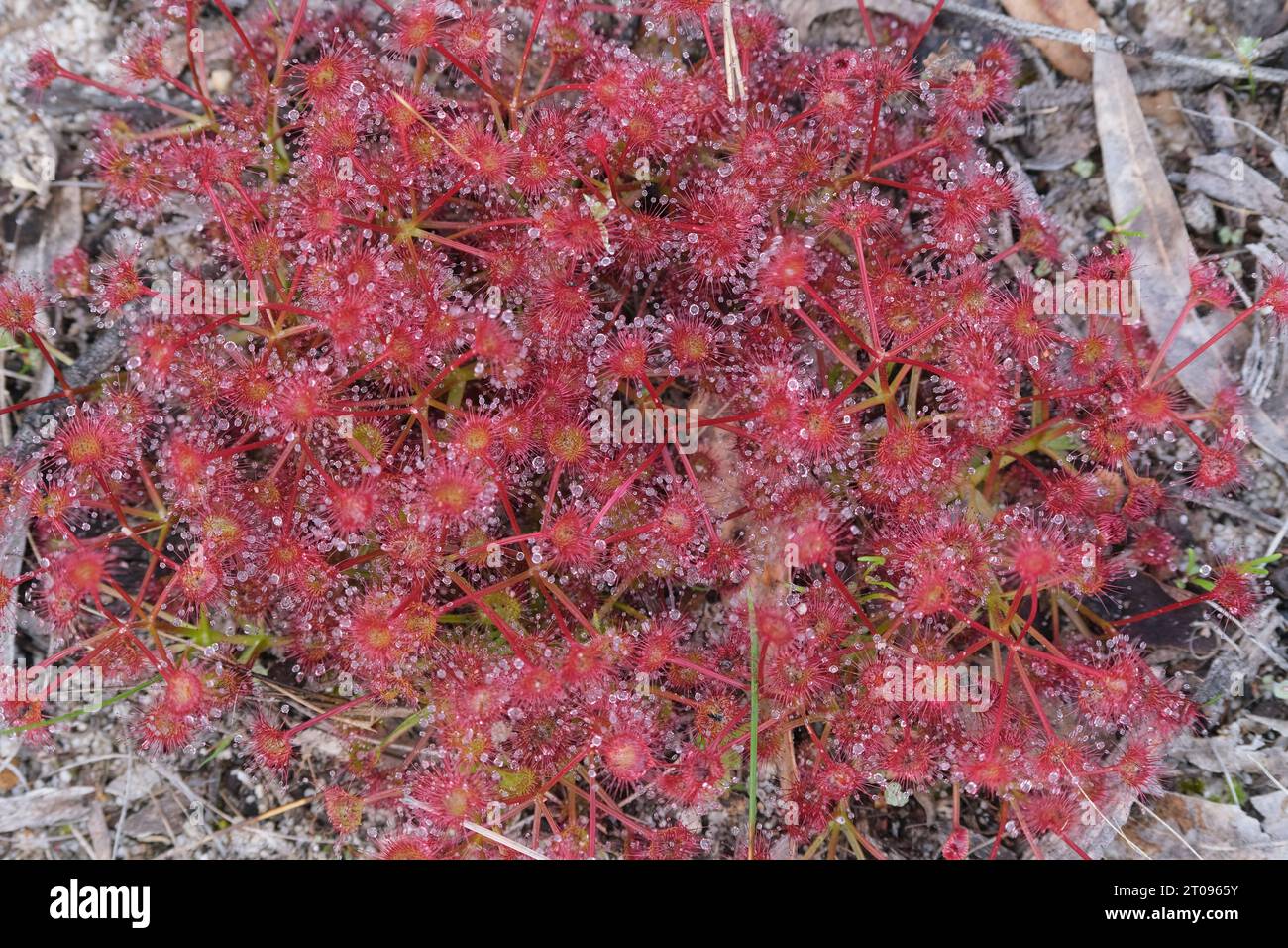 Dryandra hi-res stock photography and images - Alamy