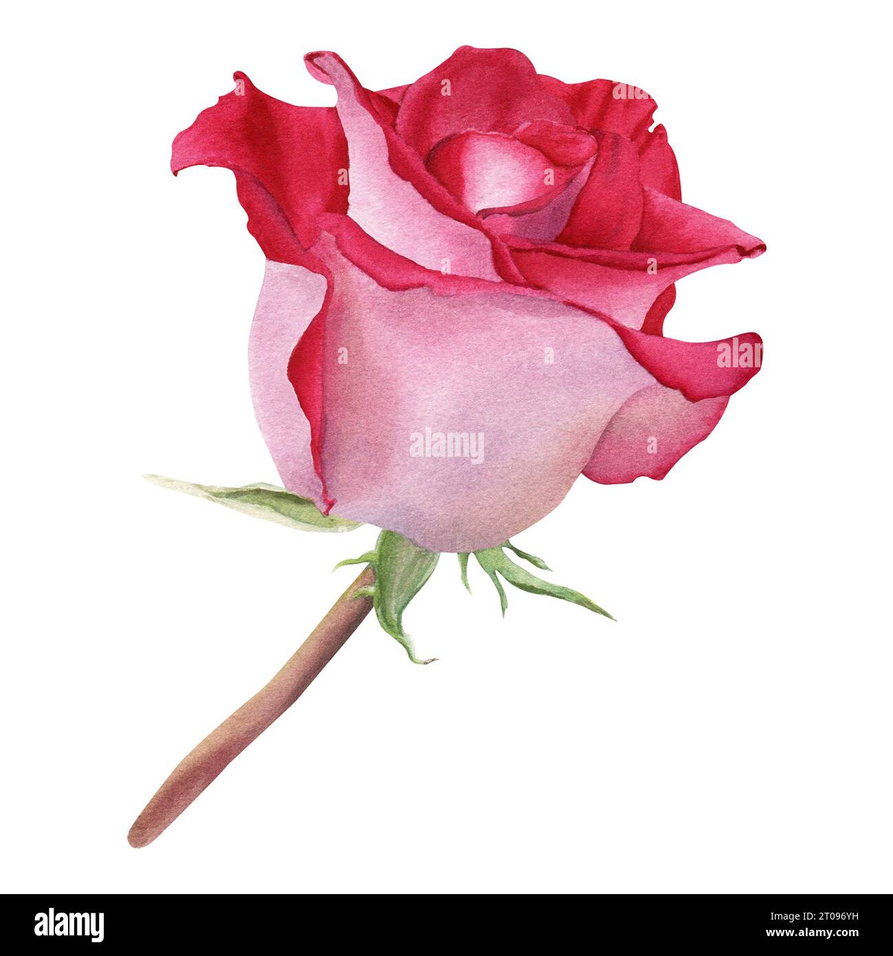 Flower rose bloom from the side. Watercolor illustration isolated on ...