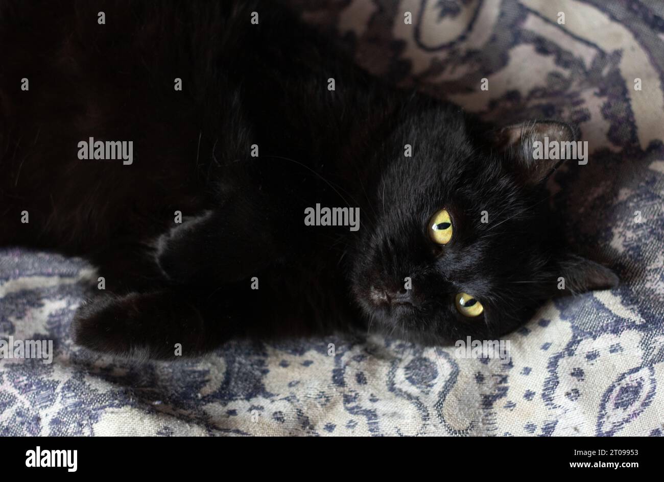 This indoor photo a beautiful young cat, with vibrant yellow eye ...
