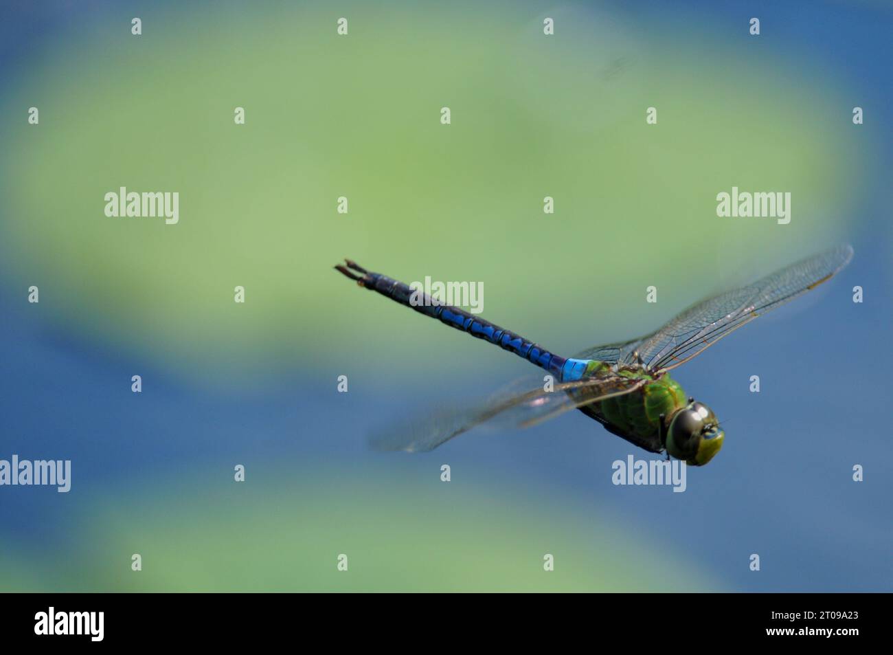 Common Green Darner in flight over a pond Stock Photo - Alamy
