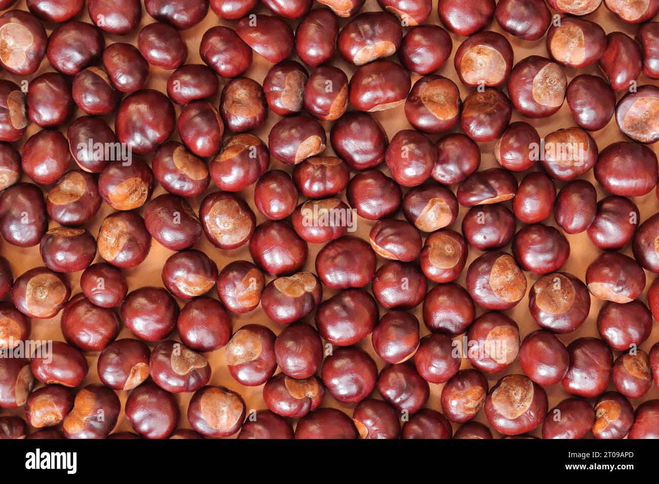 Horse chestnut. Autumn background, chestnuts on an orange background ...
