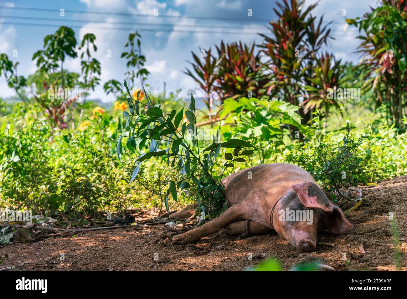 Fat pig in mud hi-res stock photography and images - Alamy