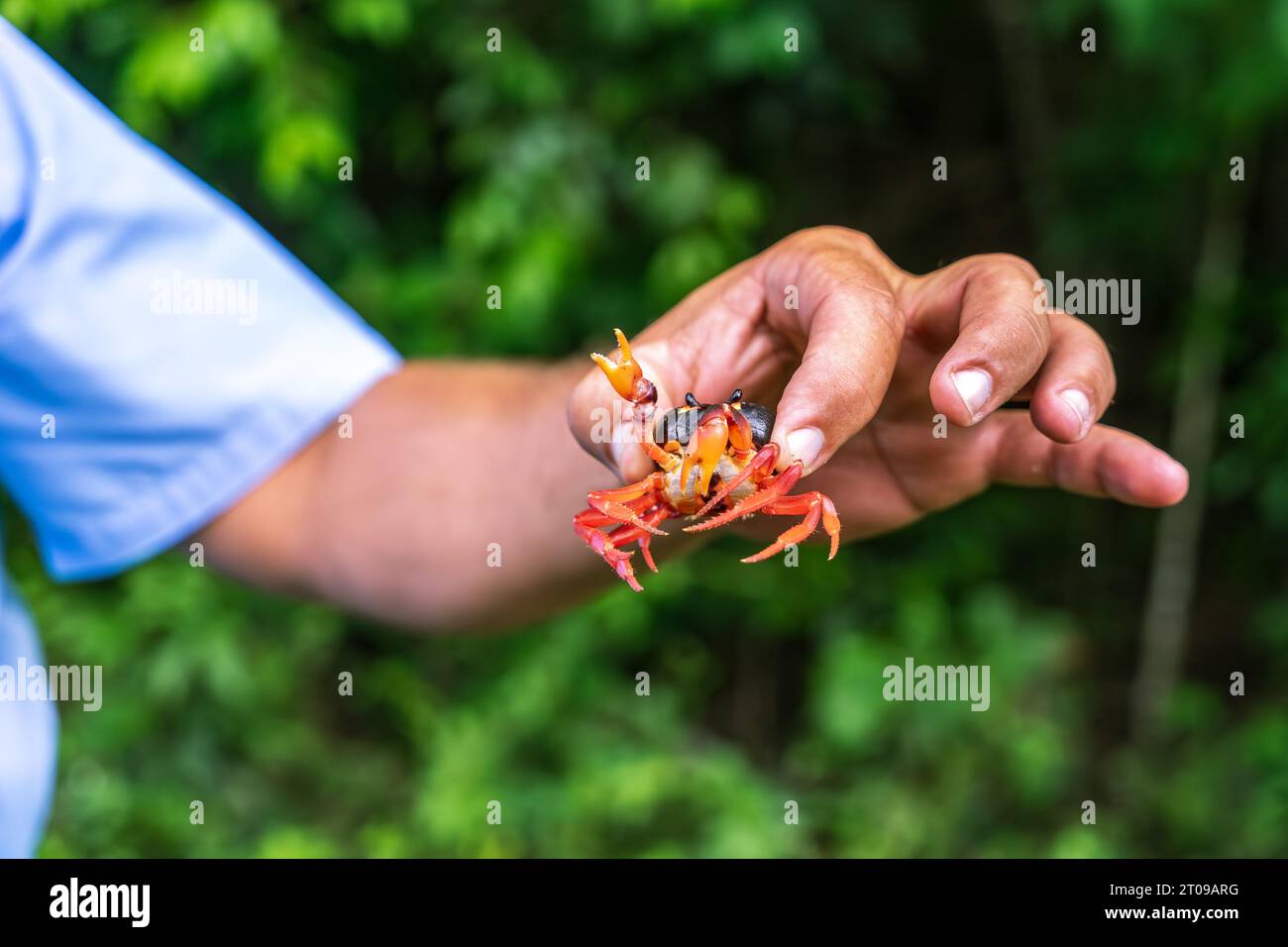 Person holding crab hi-res stock photography and images - Alamy