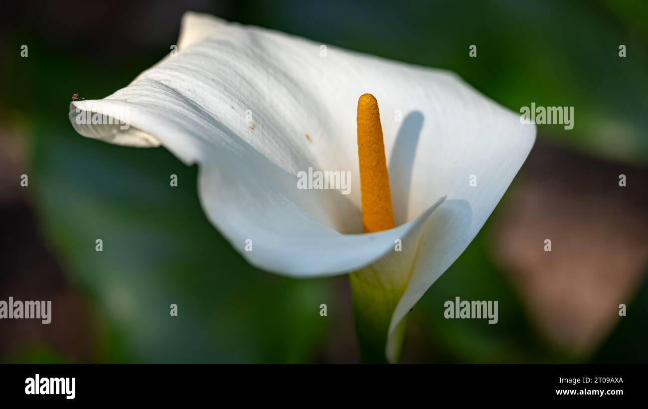 Calla lily on white hi-res stock photography and images - Alamy