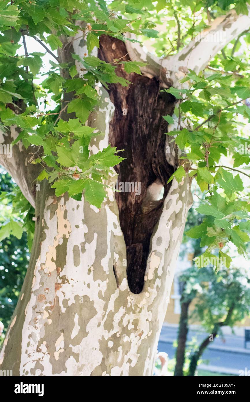 Old world sycamore hi-res stock photography and images - Alamy