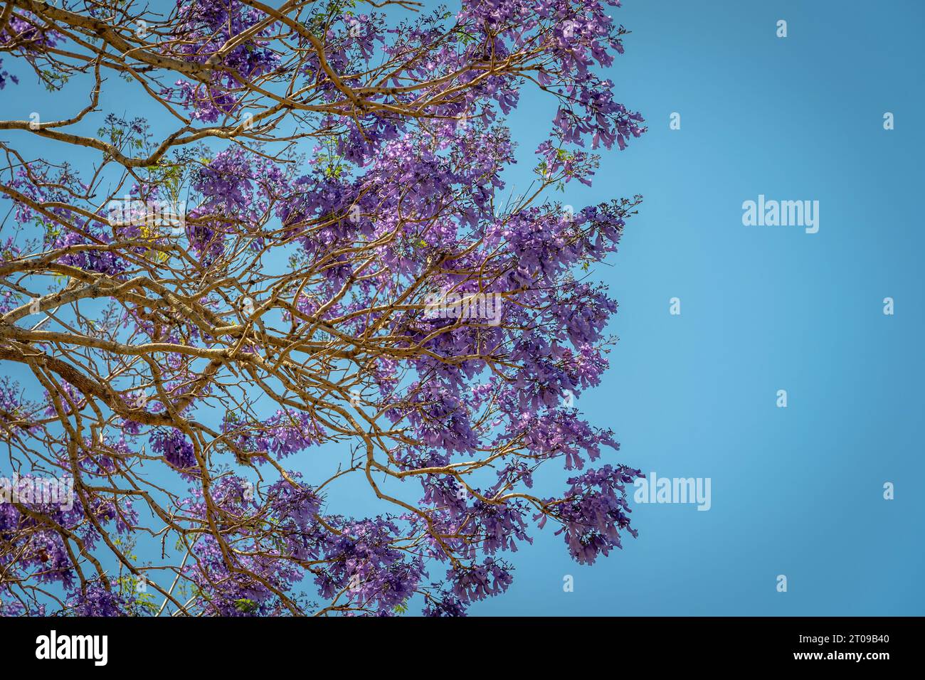 Blossoming jacaranda tree in Queensland, Australia Stock Photo - Alamy