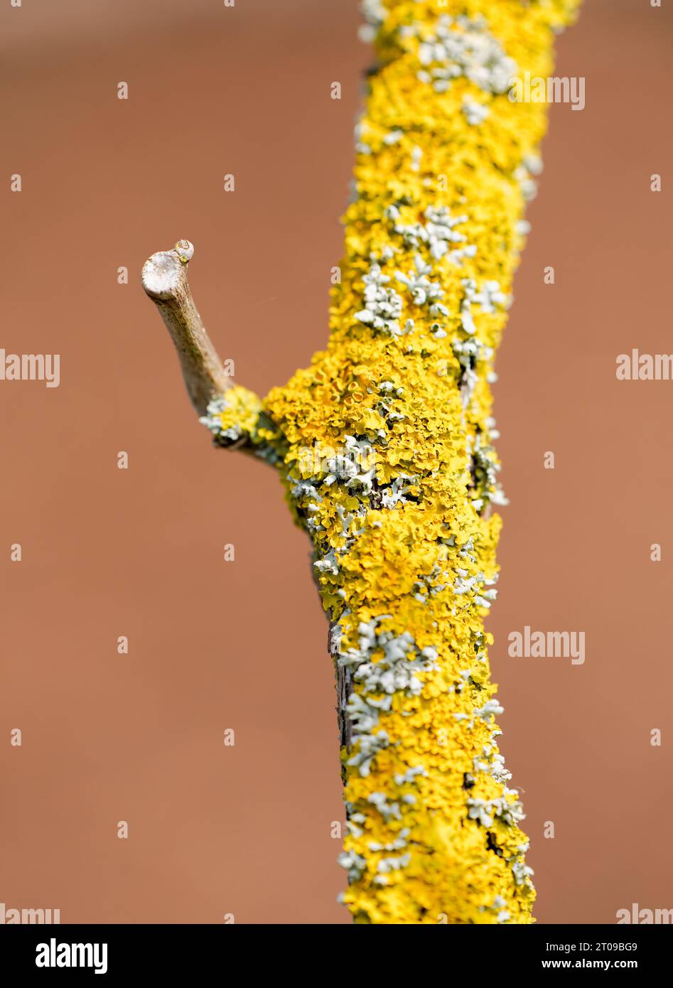Different lichen species on a branch in close-up Stock Photo - Alamy