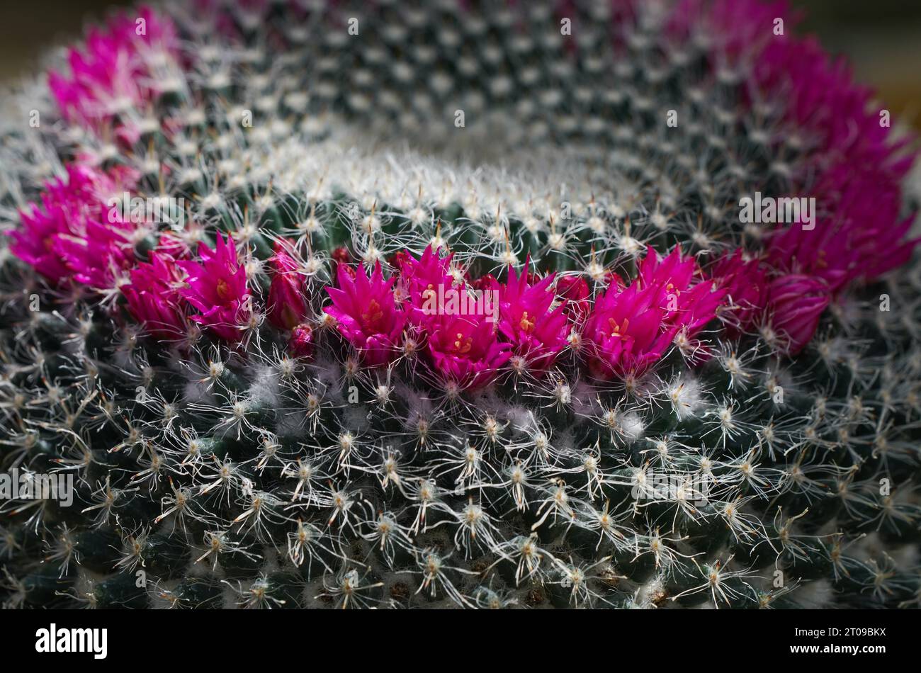 Plumed warty katus hi-res stock photography and images - Alamy