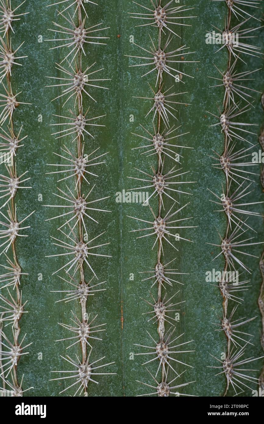 Spiky green cactus close-up. Natural background Stock Photo - Alamy