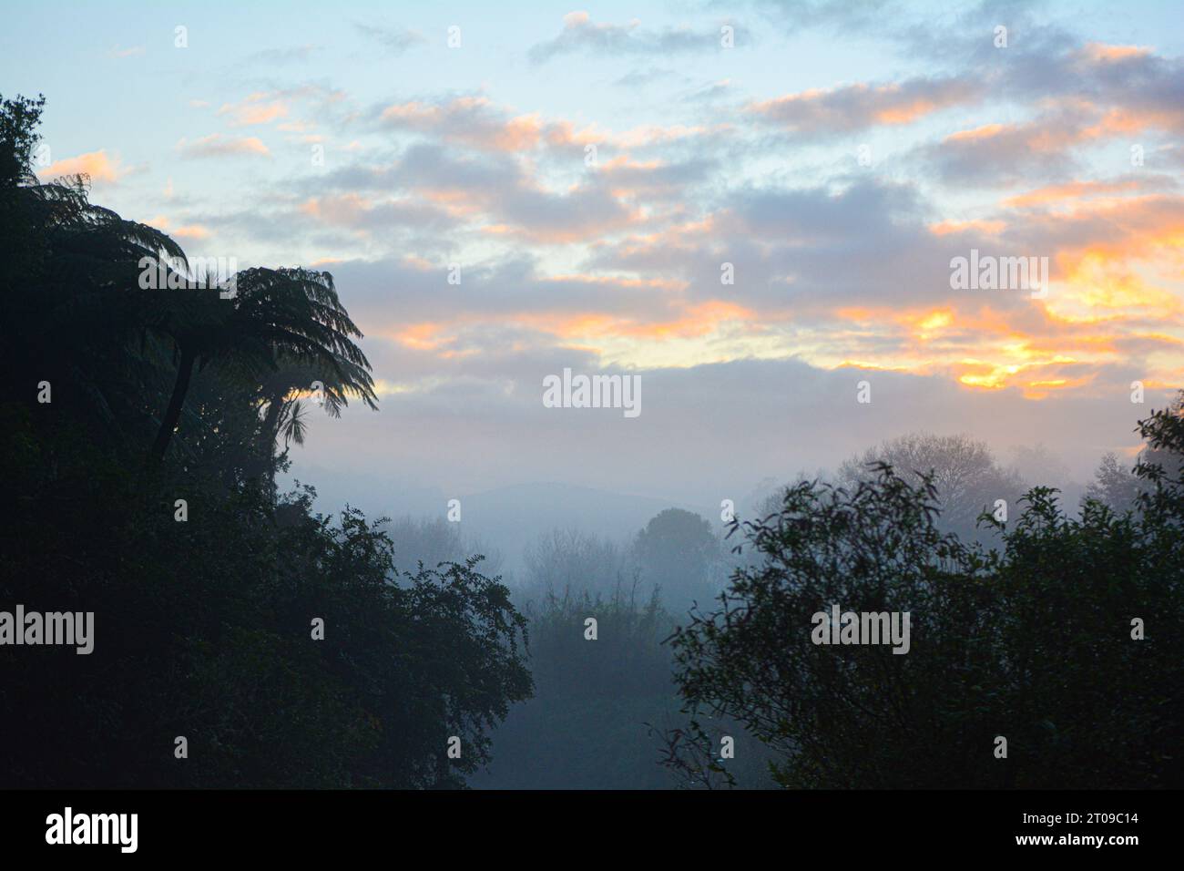 New Zealand forest, moody may, autumn vibes. Fog in rainforest, tree ...