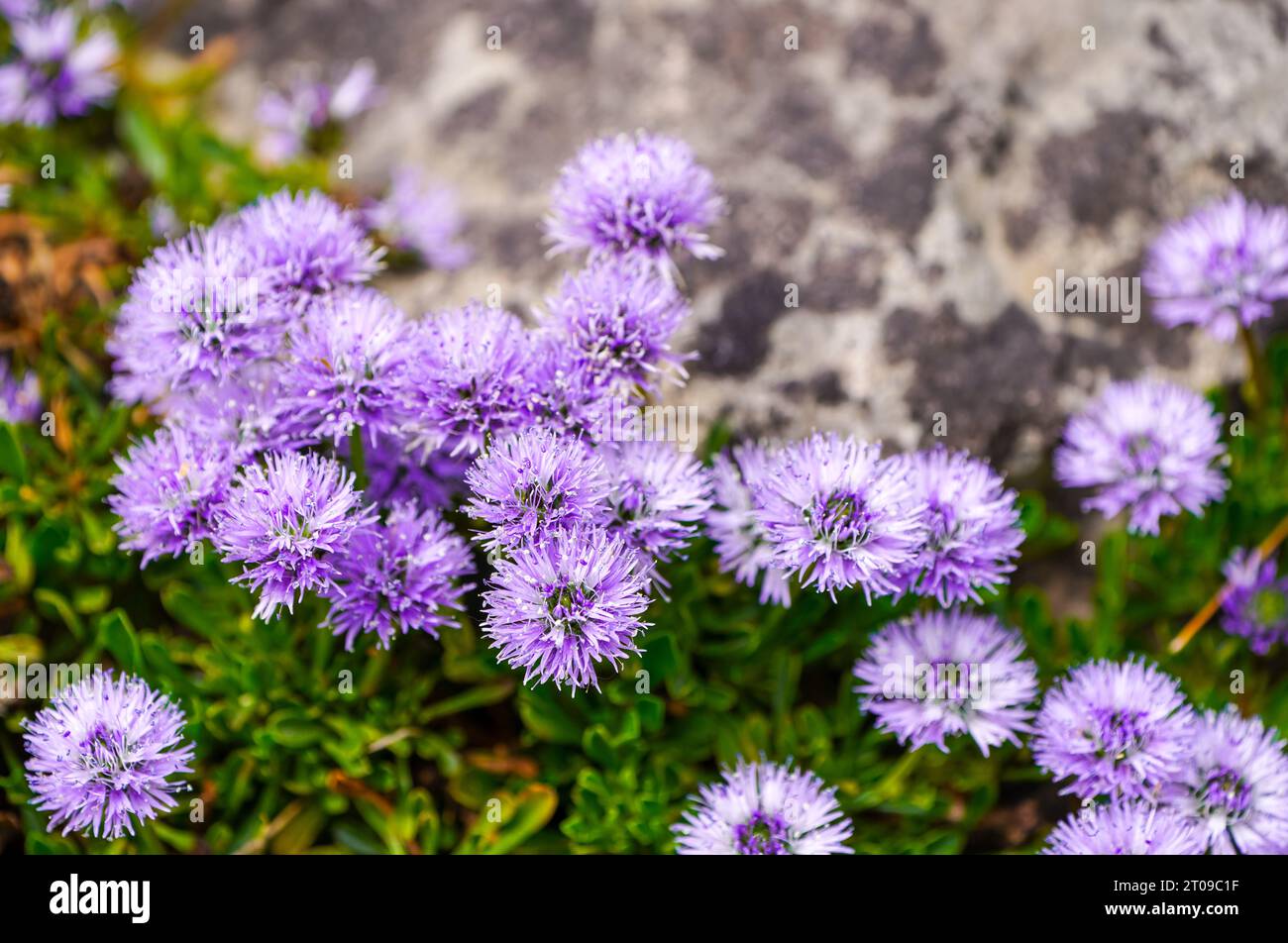 Purple flowers of the globe daisy. Close-up of the flowering plant ...