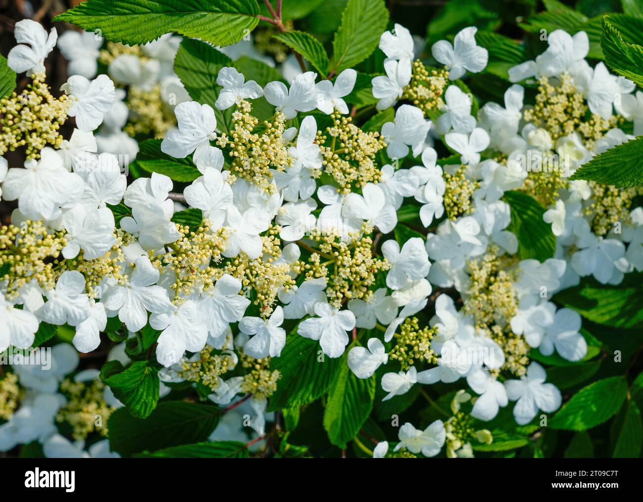 White flowers of Japanese snowball bush. Flowering plant close-up ...