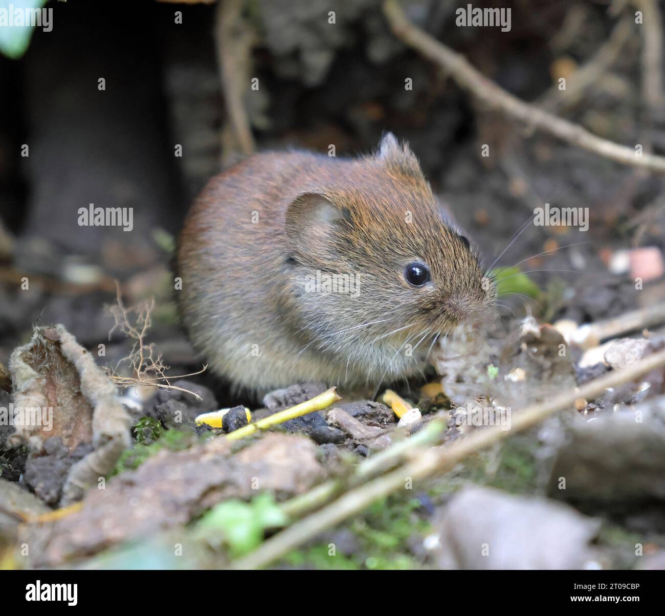 Welsh bank vole hi-res stock photography and images - Alamy
