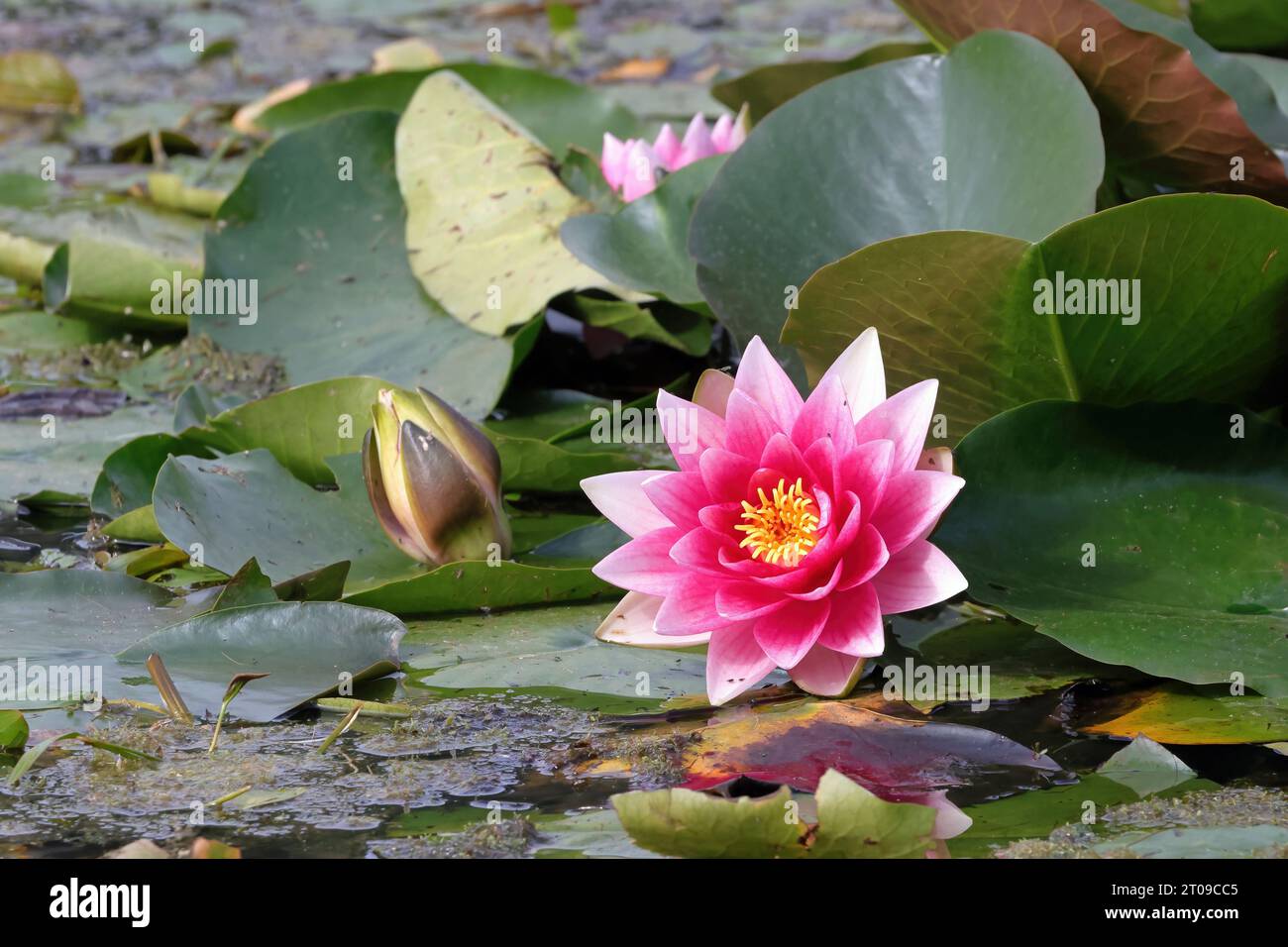 Lily and pond weed hi-res stock photography and images - Alamy