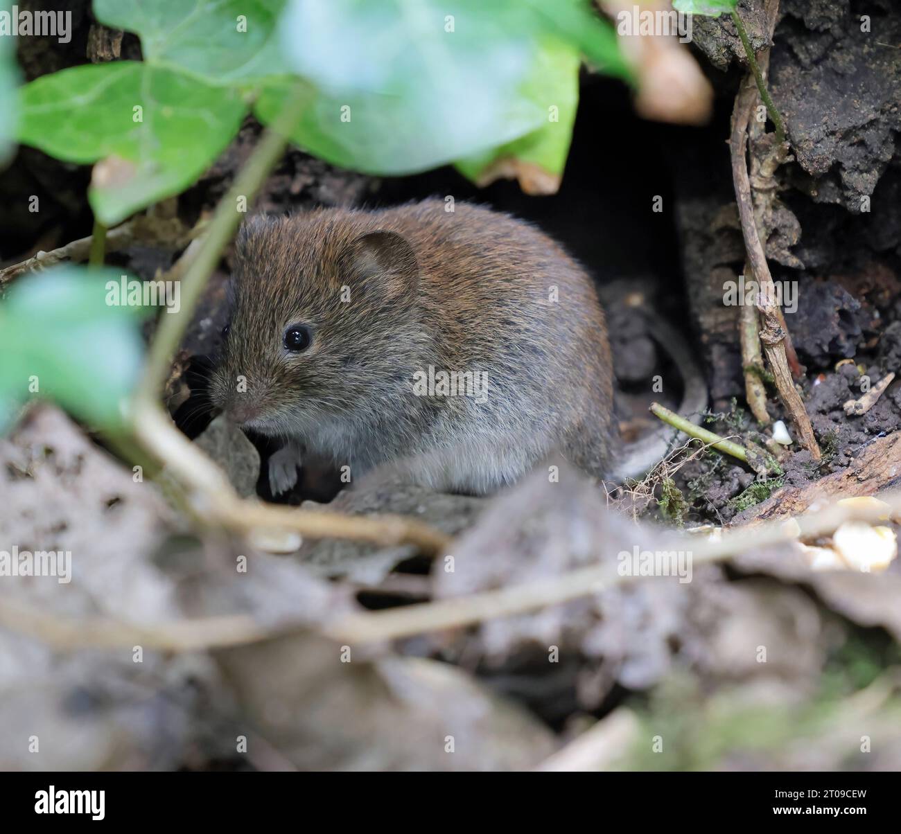 Welsh bank vole hi-res stock photography and images - Alamy
