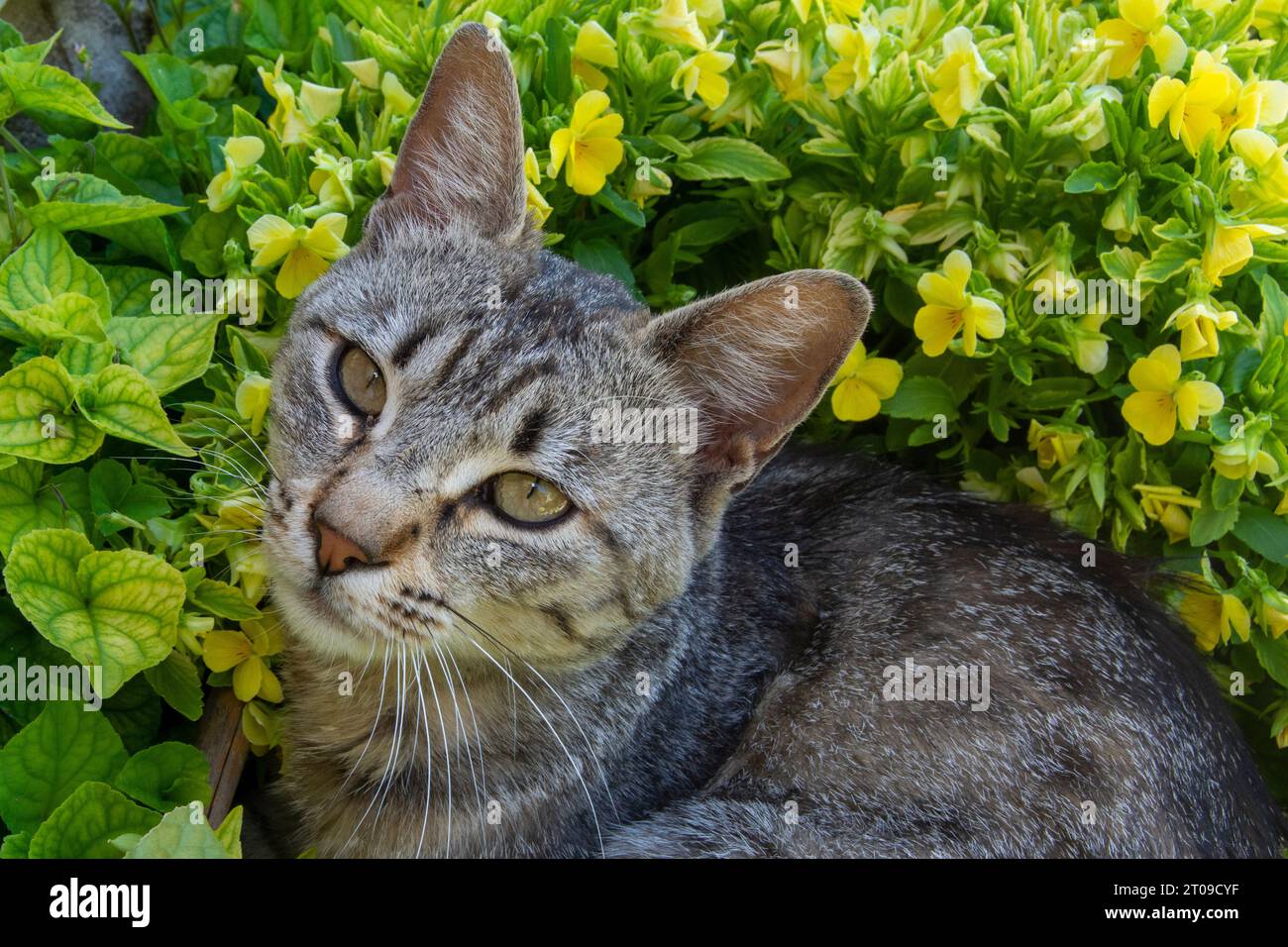 Gato animales felino mascota hi-res stock photography and images - Alamy